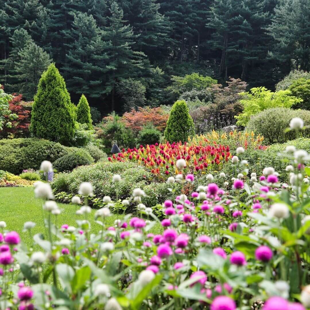 The Garden of Morning Calm: A Botanical Paradise In Gyeonggi-do