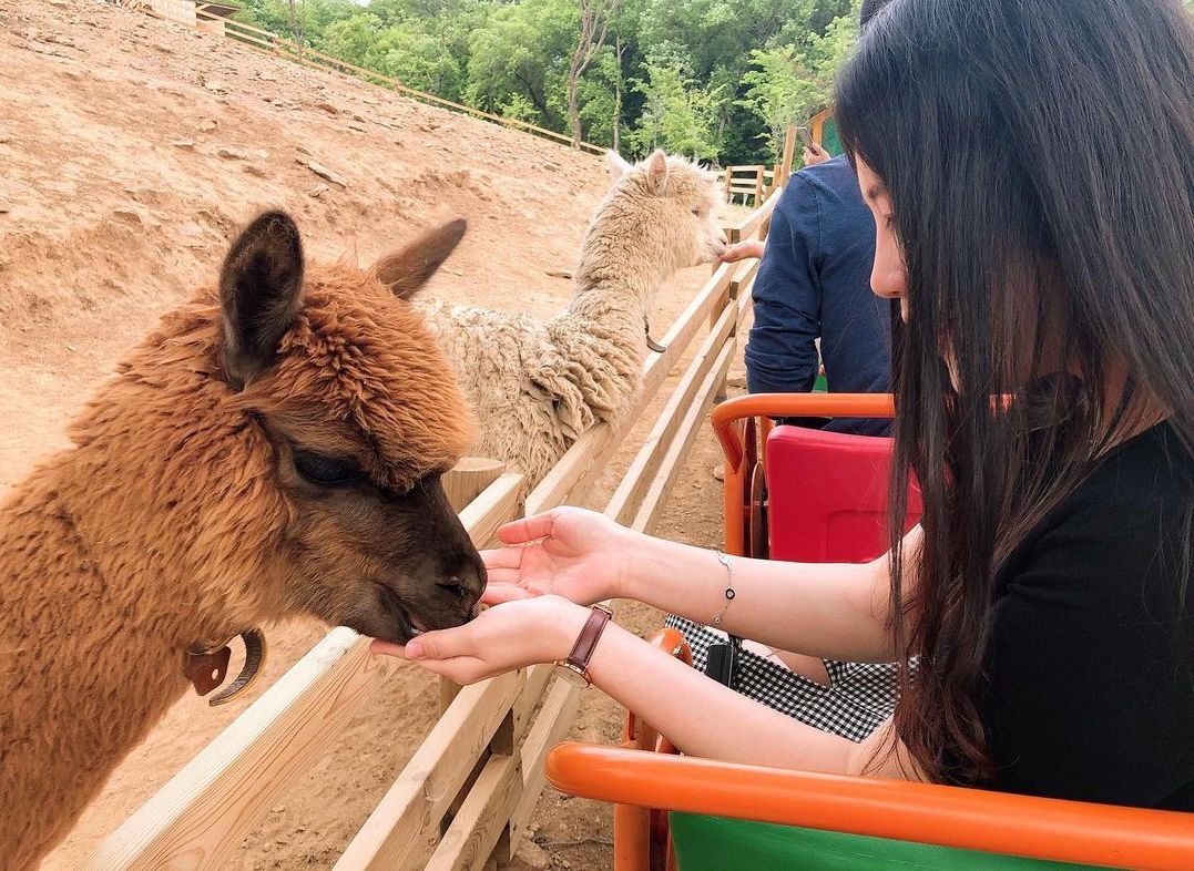 Alpaca World: Take An Alpaca On A Walk In Korea's Largest Alpaca Ranch