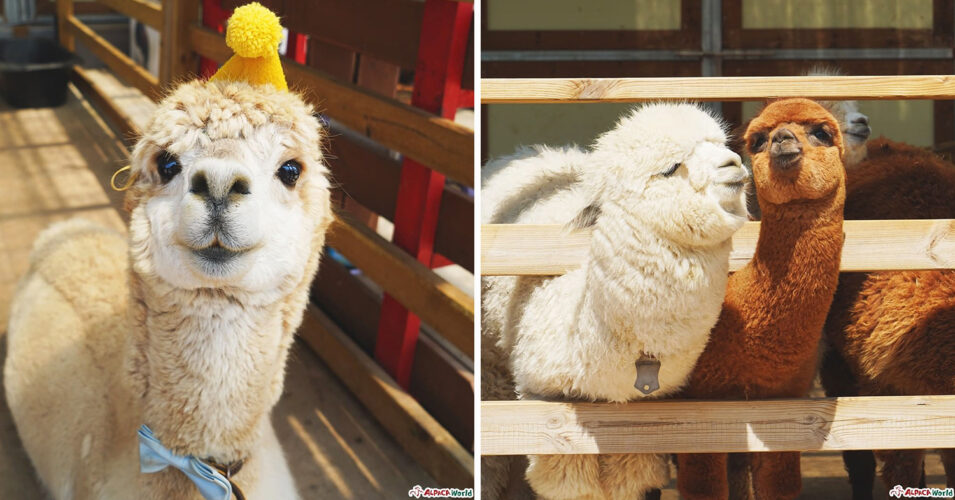 Alpaca World: Take An Alpaca On A Walk In Korea's Largest Alpaca Ranch
