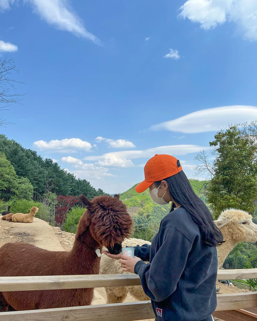 Alpaca World: Take An Alpaca On A Walk In Korea's Largest Alpaca Ranch