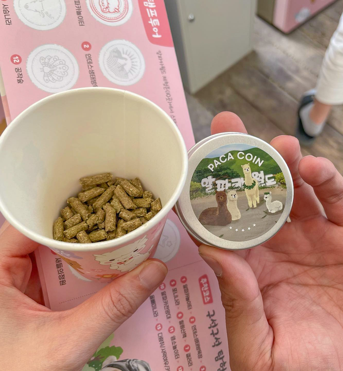 Alpaca World: Take An Alpaca On A Walk In Korea's Largest Alpaca Ranch