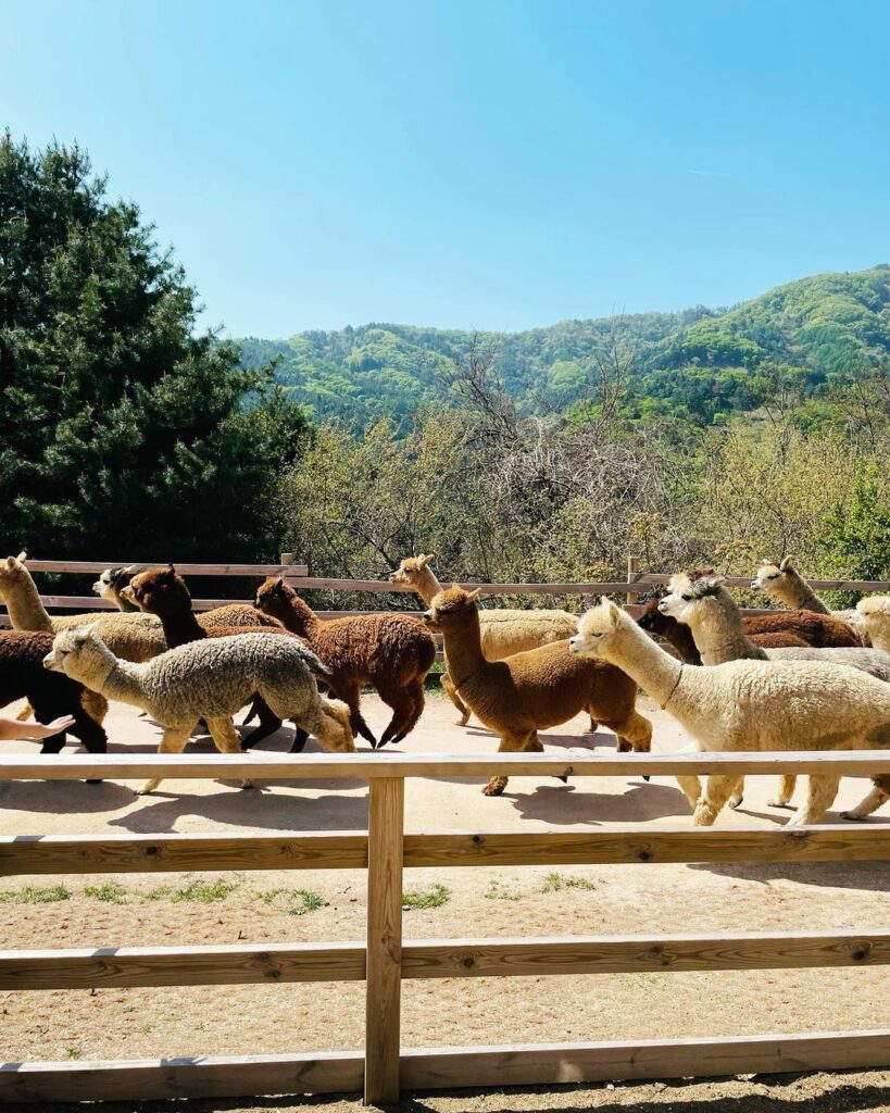 Alpaca World: Take An Alpaca On A Walk In Korea's Largest Alpaca Ranch