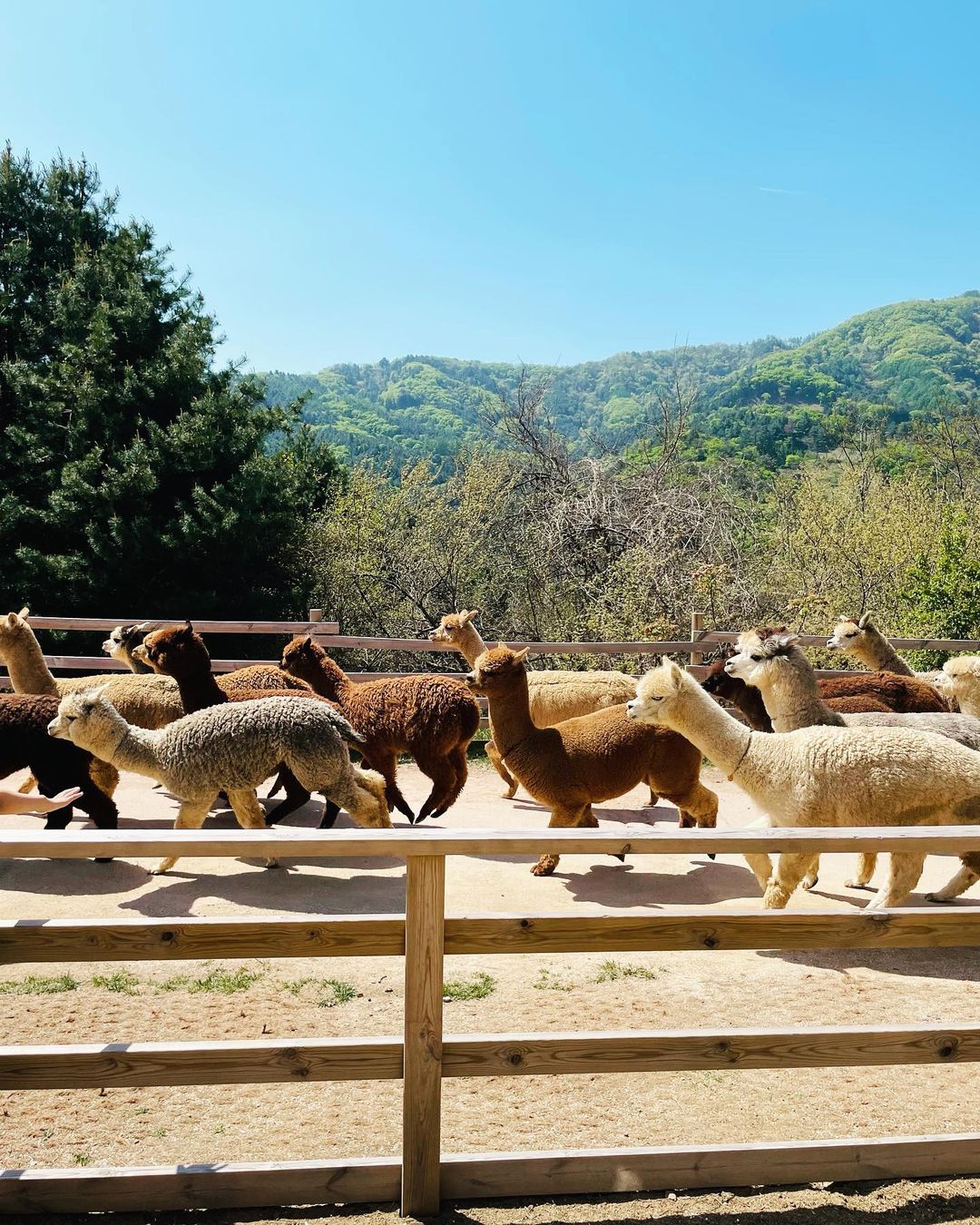Alpaca World: Take An Alpaca On A Walk In Korea's Largest Alpaca Ranch