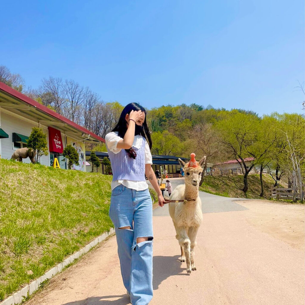 Alpaca World: Take An Alpaca On A Walk In Korea's Largest Alpaca Ranch