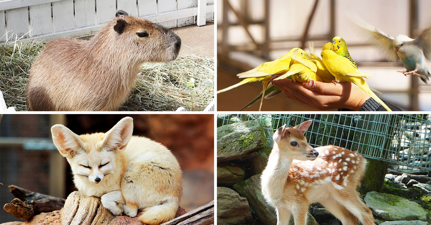 Alpaca World: Take An Alpaca On A Walk In Korea's Largest Alpaca Ranch