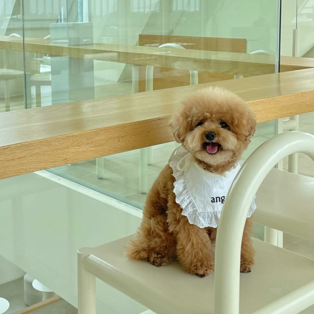 Byo Byo Cafe: Encapsulating Jeju With Cute Desserts & Matcha Drinks
