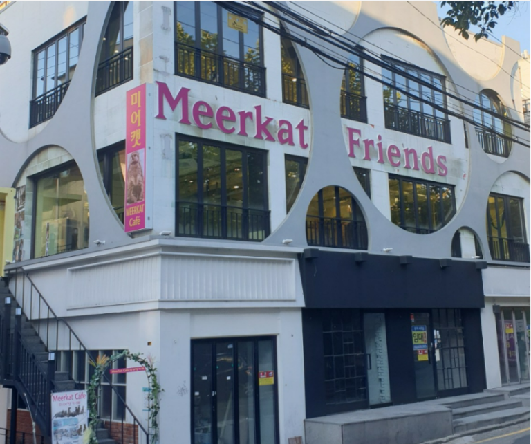 Meerkat Friends: An Animal Cafe In Seoul Featuring Various Fur Babies