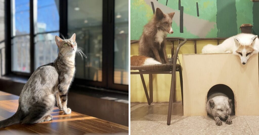 Meerkat Friends: An Animal Cafe In Seoul Featuring Various Fur Babies