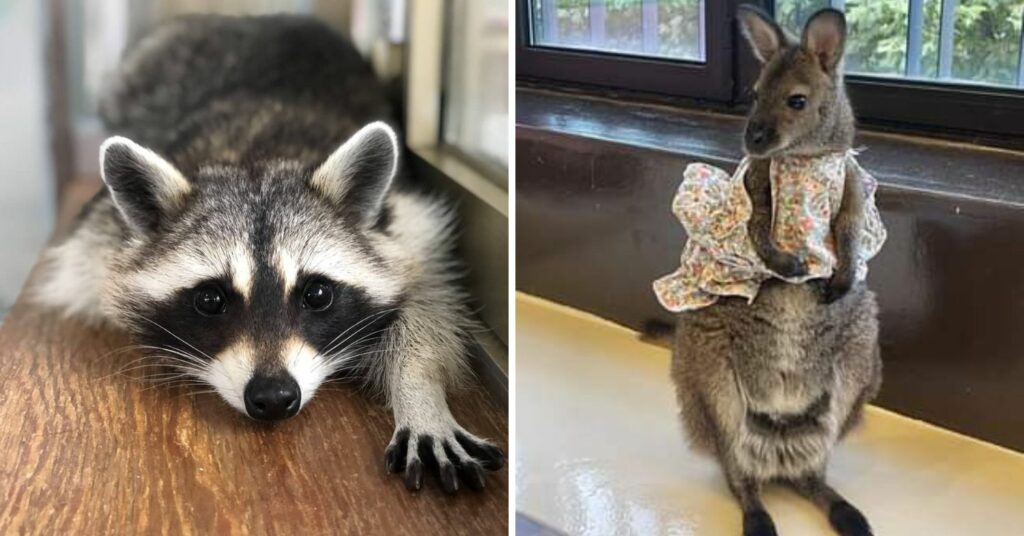Meerkat Friends: An Animal Cafe In Seoul Featuring Various Fur Babies
