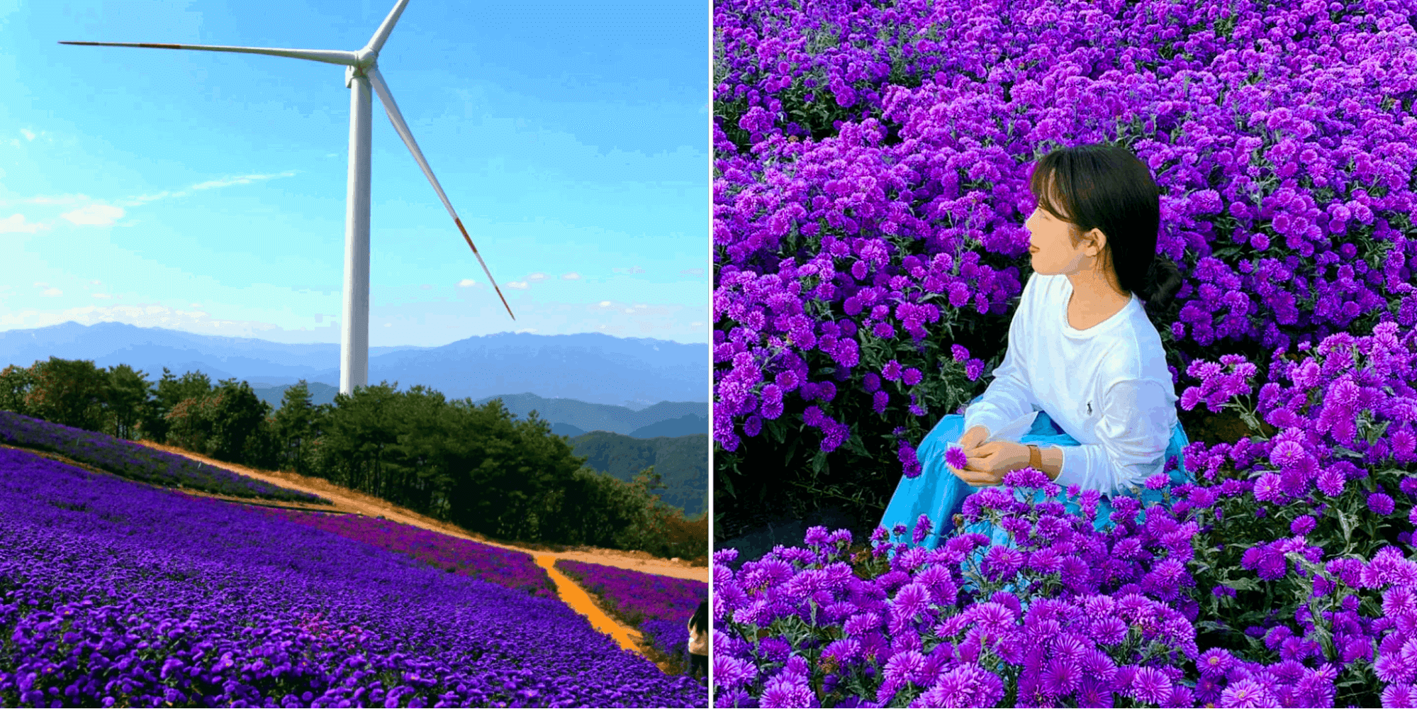 Geochang Gamaksan Wind Farm: Windmill Complex With Purple Flowers