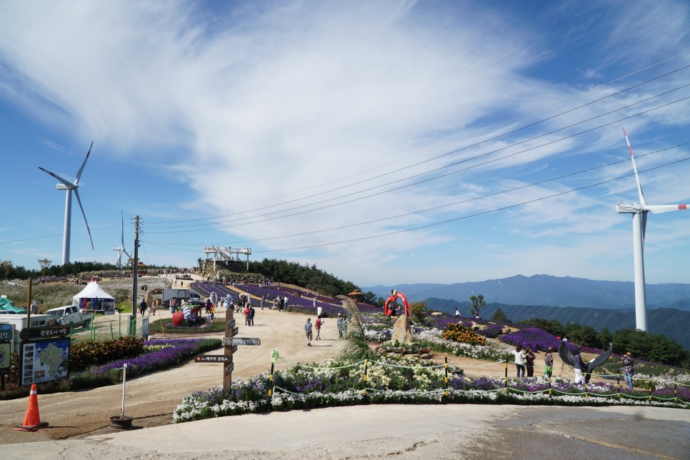 Geochang Gamaksan Wind Farm: Windmill Complex With Purple Flowers