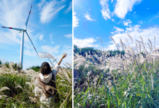 Geochang Gamaksan Wind Farm: Windmill Complex With Purple Flowers