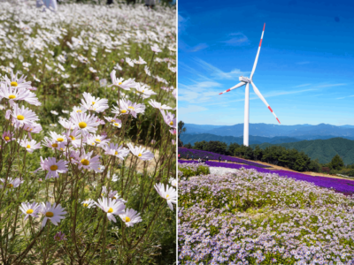Geochang Gamaksan Wind Farm: Windmill Complex With Purple Flowers