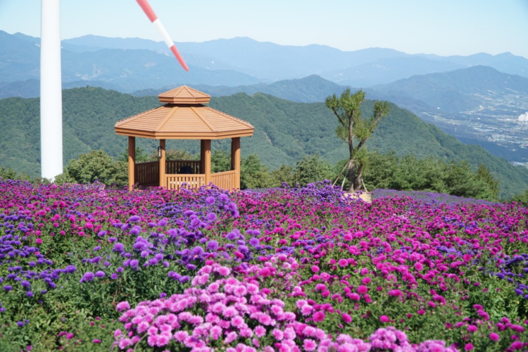 Geochang Gamaksan Wind Farm: Windmill Complex With Purple Flowers