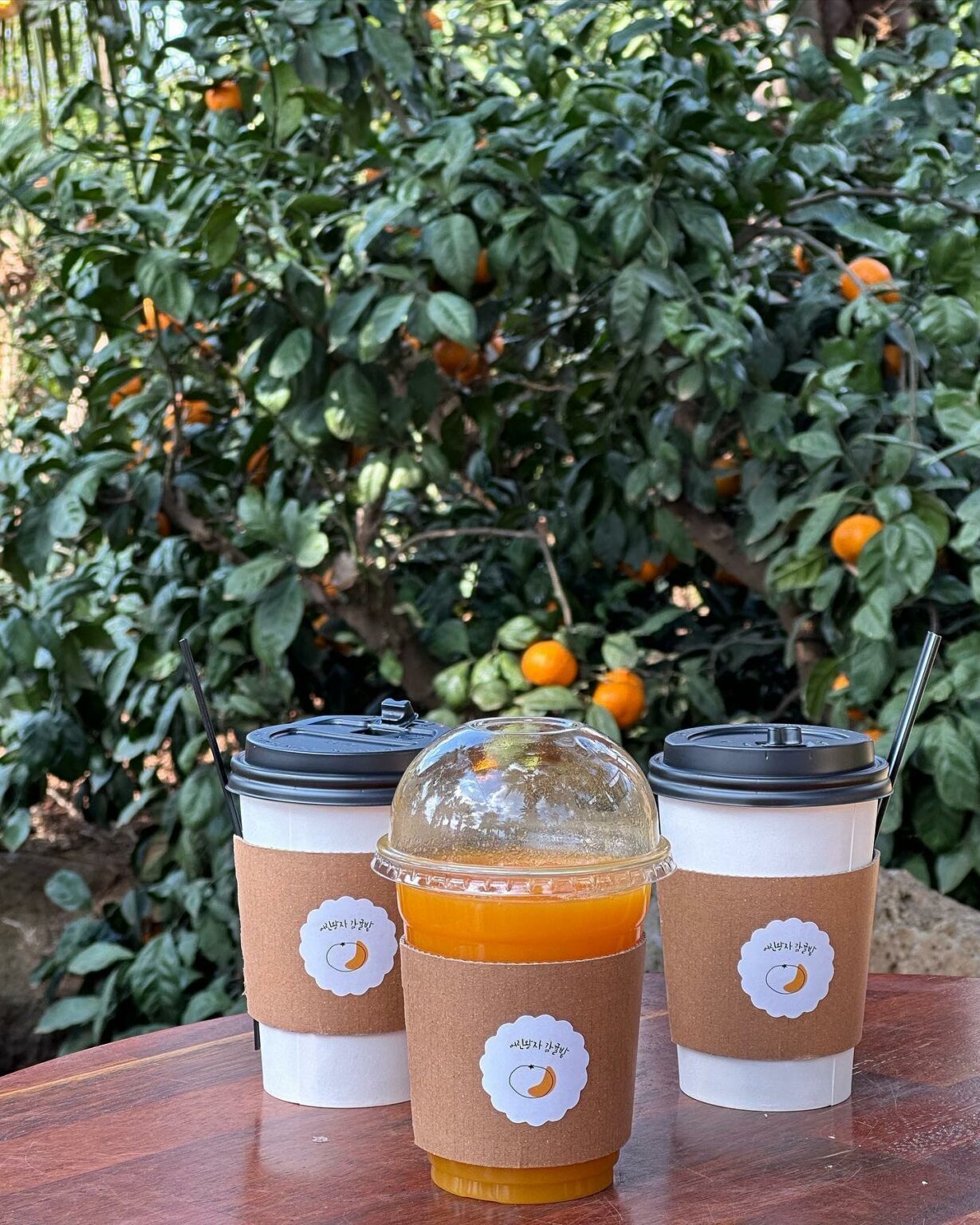 Little Prince Tangerine Field: Cafe In Jeju Where You Can Feed Animals