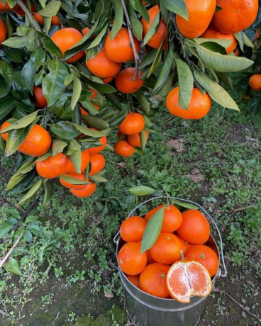 Little Prince Tangerine Field: Cafe In Jeju Where You Can Feed Animals