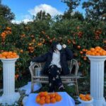 Little Prince Tangerine Field: Cafe In Jeju Where You Can Feed Animals