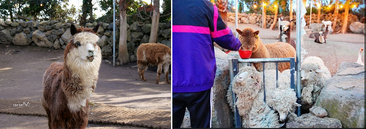Little Prince Tangerine Field: Cafe In Jeju Where You Can Feed Animals